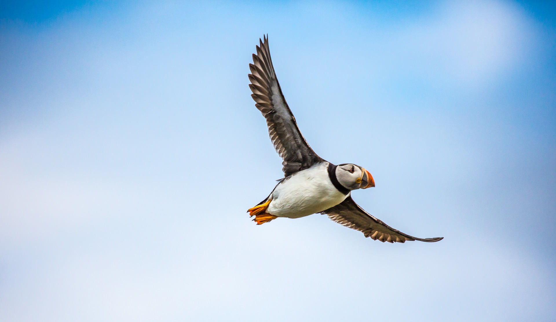How to see the puffin bird in Iceland? - KuKu Campers
